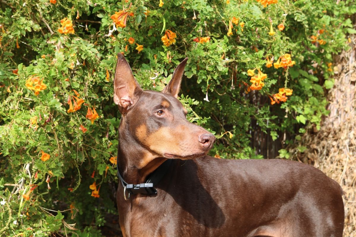 Dobermann: der Rassehund im Überblick