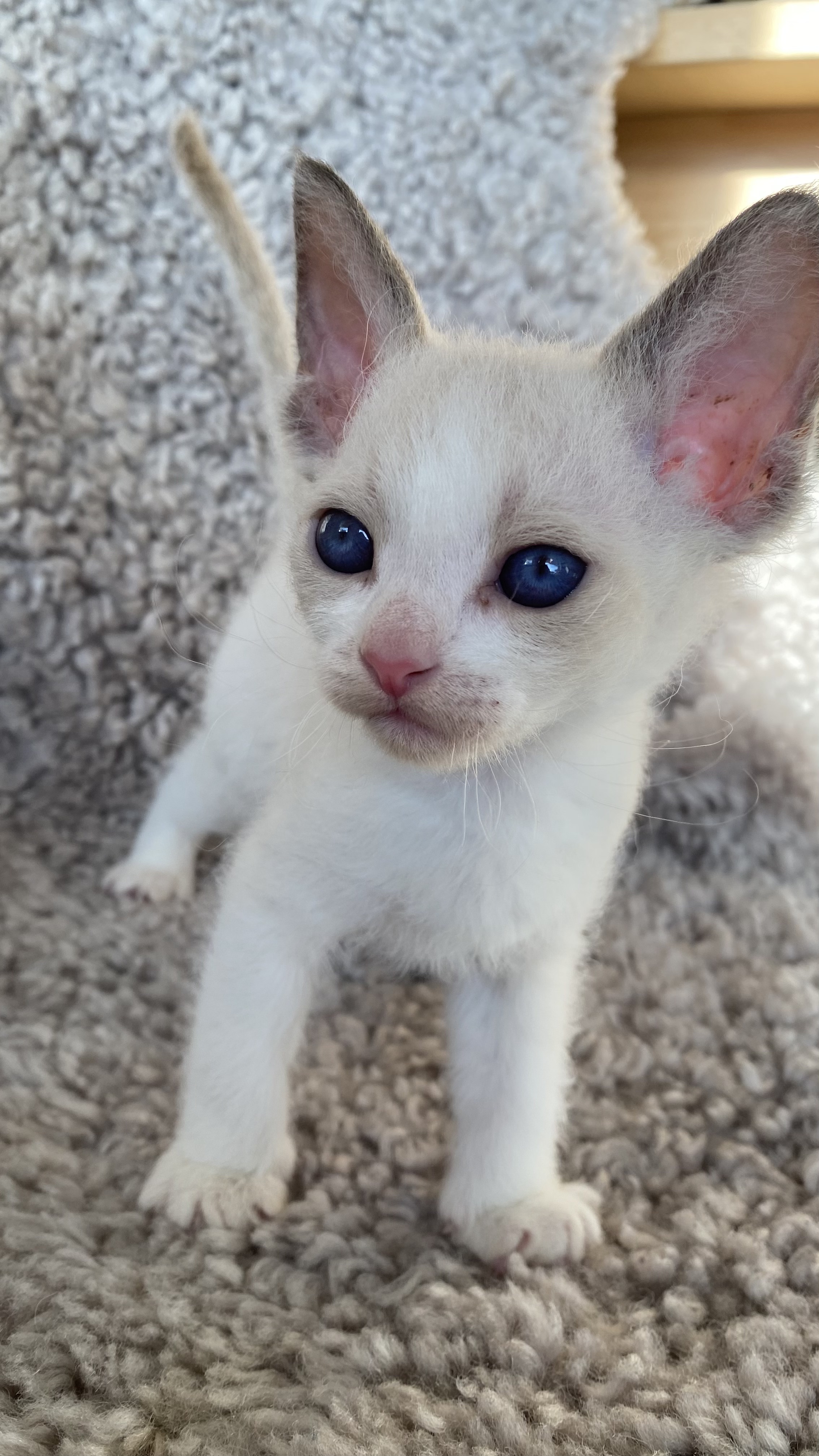 Devon Rex Kitten Katzenbabys aus Berlin | Viva Kleinanzeigen