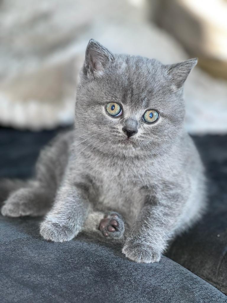 2 Reinrassige graue BKH Kitten abzugeben | Viva Kleinanzeigen