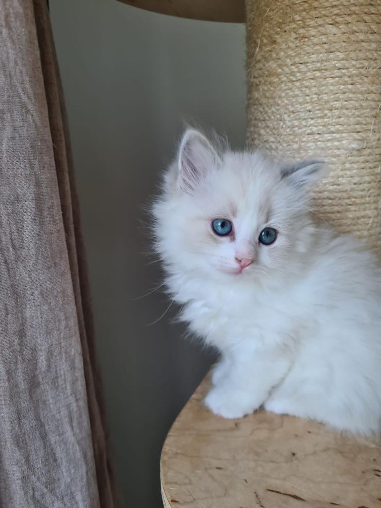 Neva Masquarade (mit Papiere) Sibirische Katze Kitten seal tabby ...