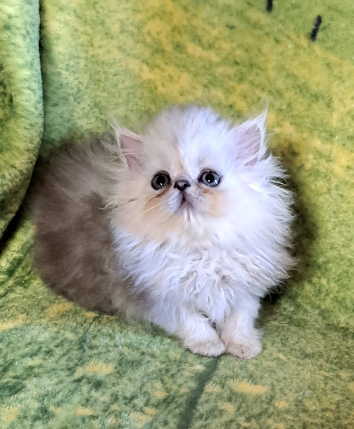 Perser kitten Kater | Viva Kleinanzeigen