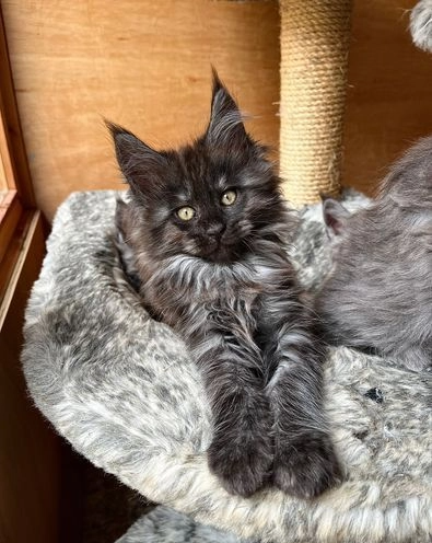 Rauchblaue und schwarze Maine-Coon-Kätzchen | Viva Kleinanzeigen