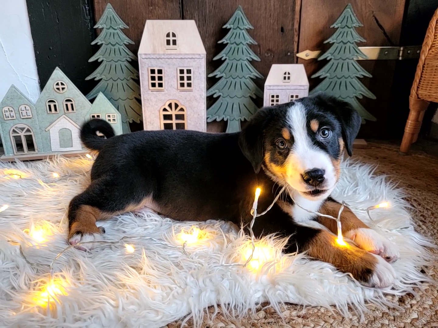 Swissydog (Appenzeller/Großer Schweizer Sennenhund) Welpen