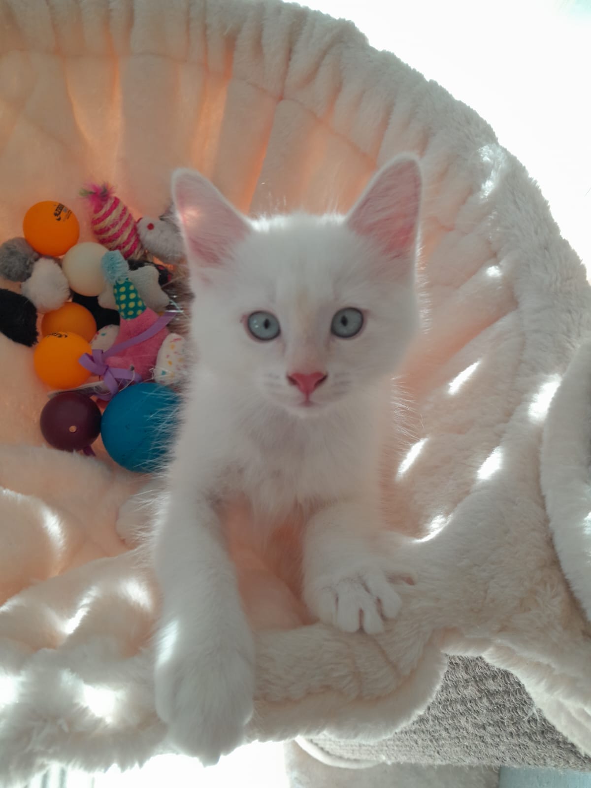 Süße Red Point-Kitten *Rassemix* suchen liebevolles Zuhause!!