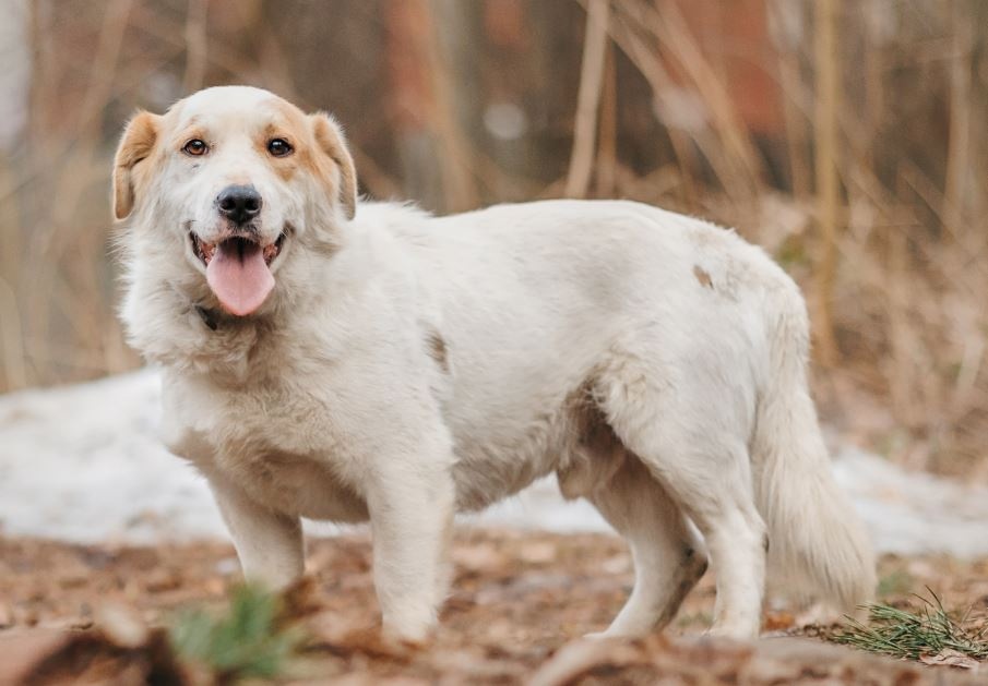 Der hübsche Corgi-Mischling Dobryak(40cm) sucht eine Familie