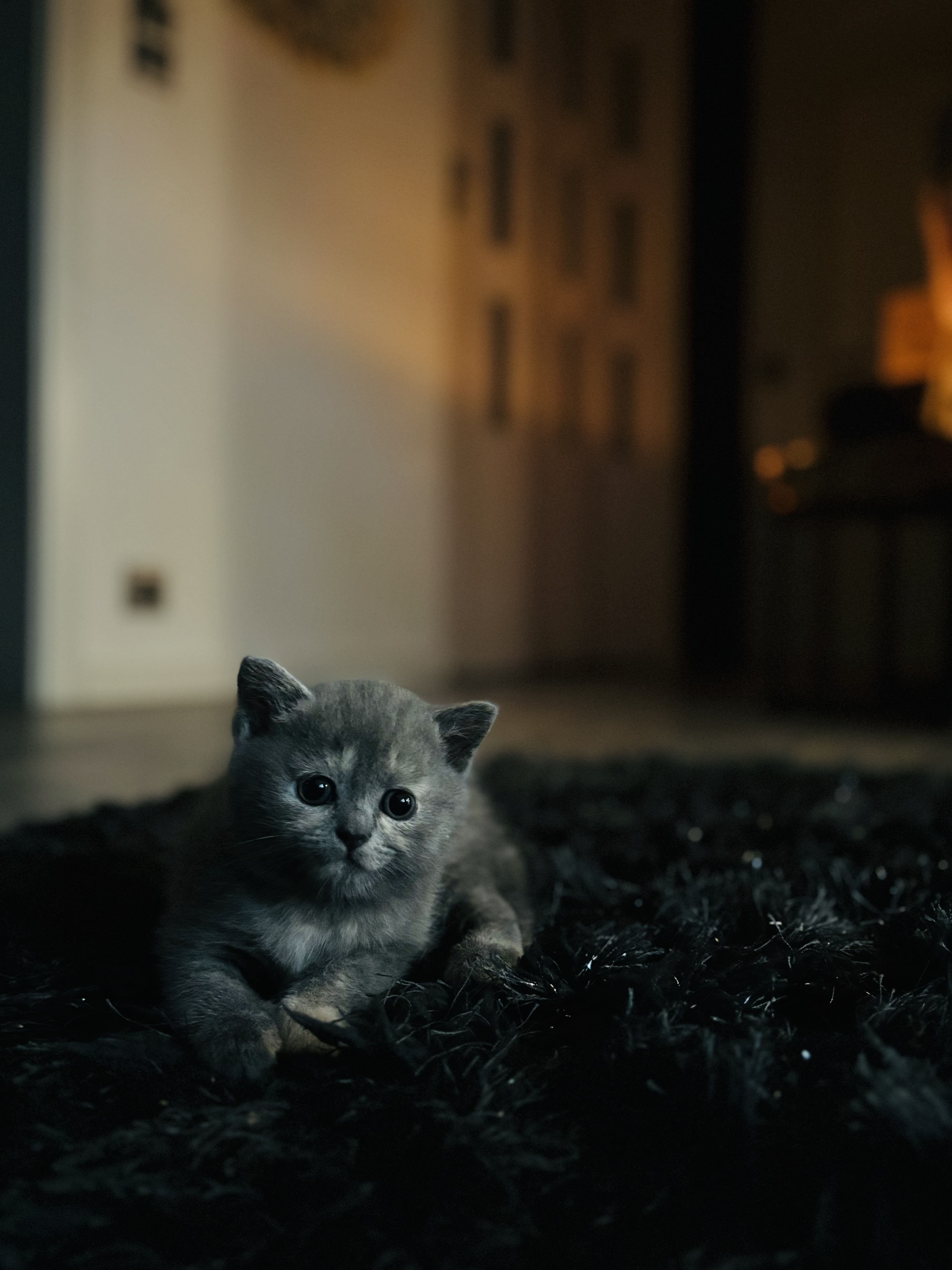 Scottish Fold Mix | Viva Kleinanzeigen