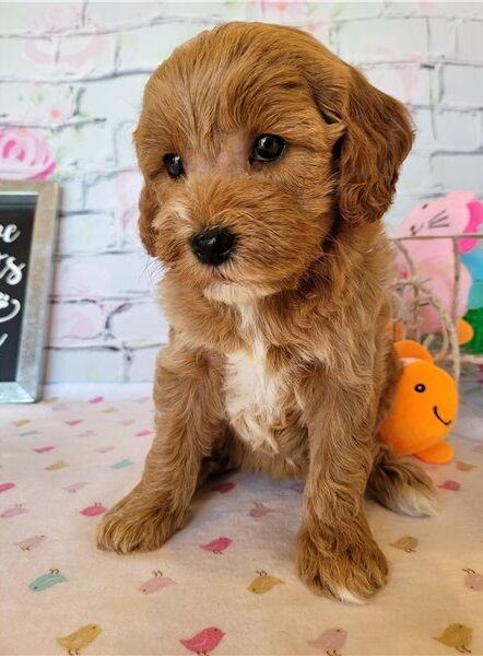 Zu Hause trainierte Mini-Cavapoo-Welpen verfügbar