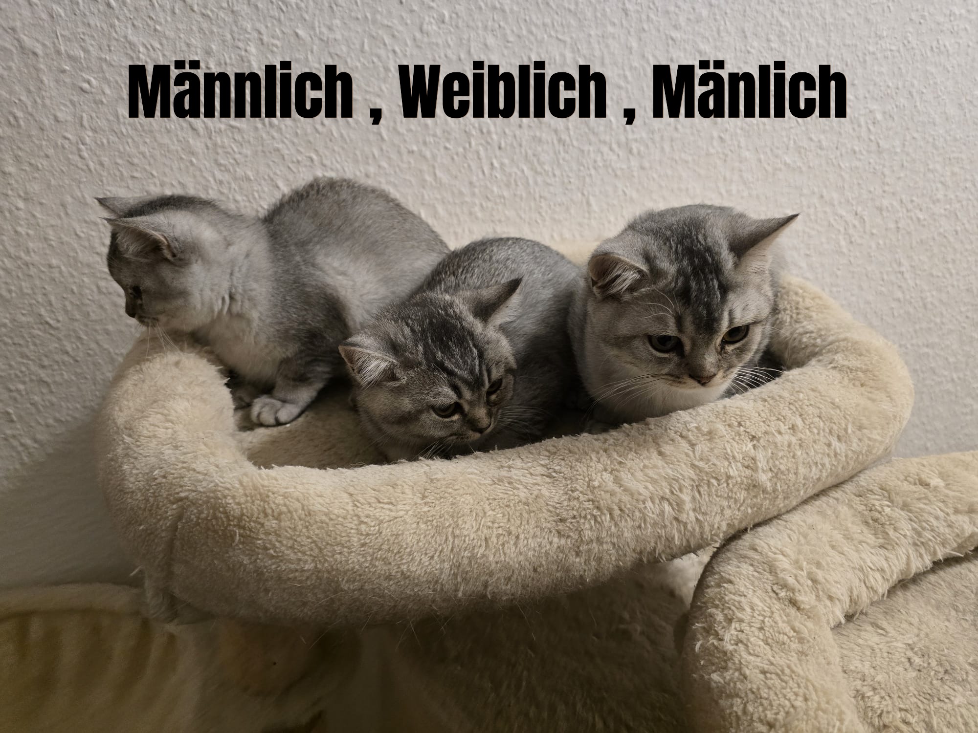 Bkh Babys! 1 davon Weiblich und 4 Männlich, Preisänderung