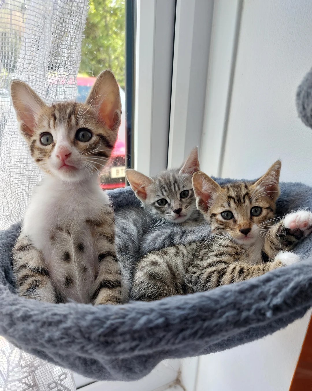 Verspielte Savannah F5 Kätzchen für liebevolle Heime