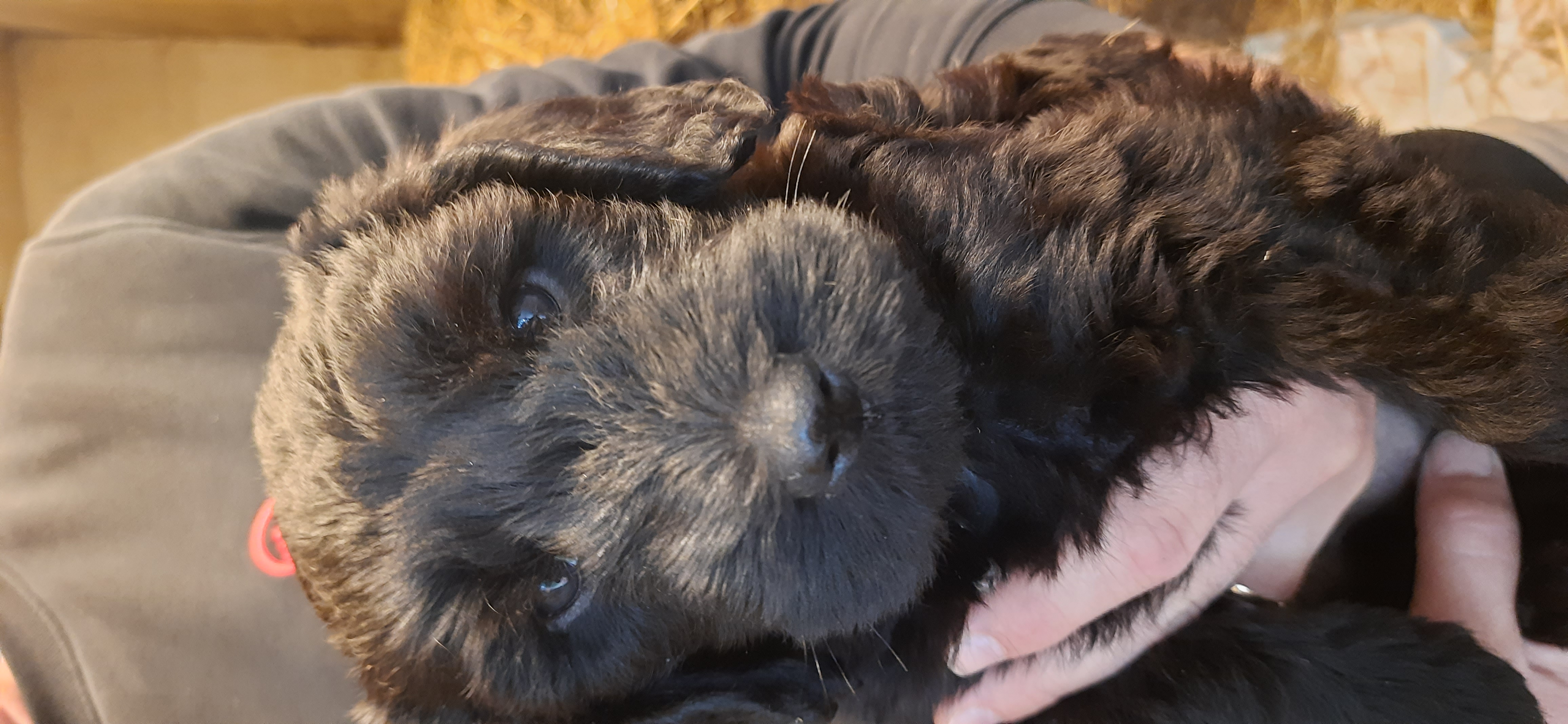 Schnoodle Welpen | Viva Kleinanzeigen