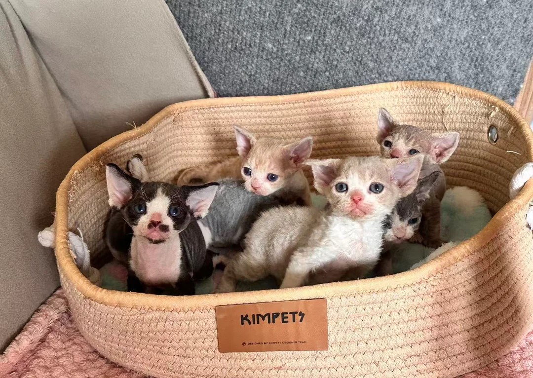 Entzückende reinrassige Devon Rex Kätzchen | Viva Kleinanzeigen