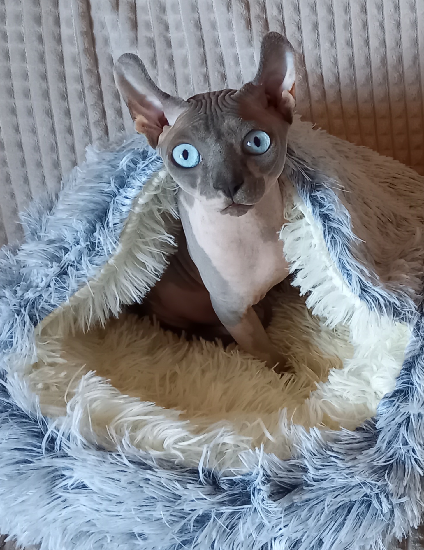 Deckkater Sphynx Elf | Viva Kleinanzeigen