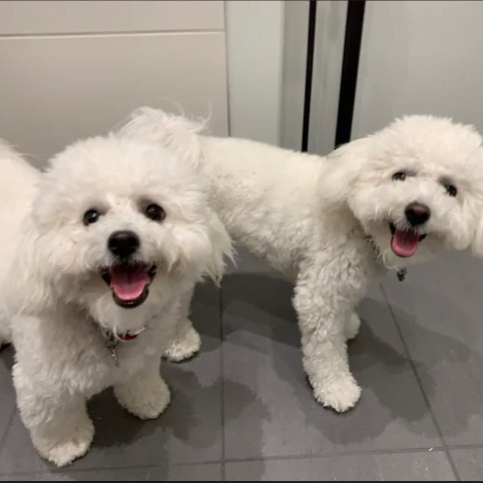 Bichon Frise Kaufen