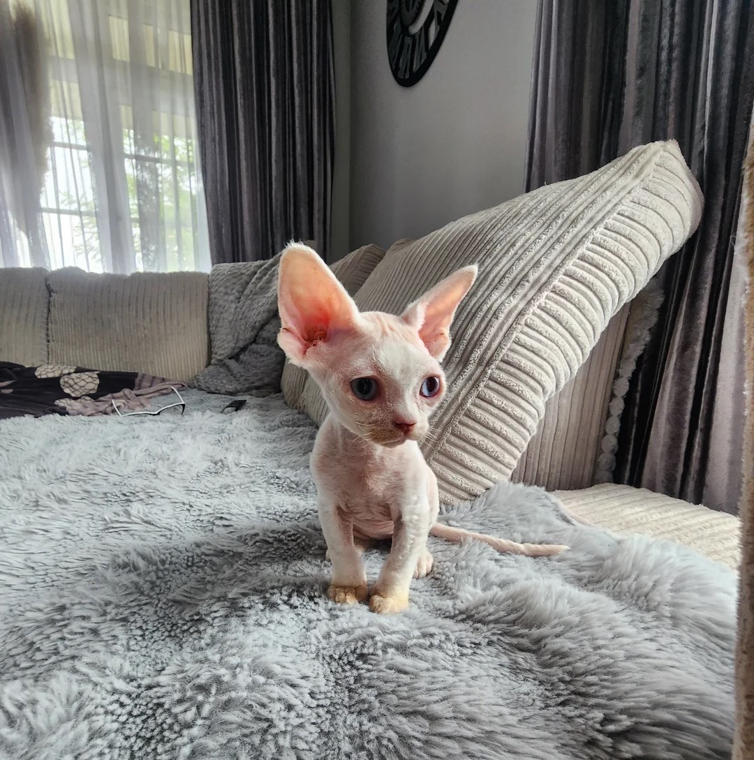 Devon Rex-Kätzchen abzugeben | Viva Kleinanzeigen