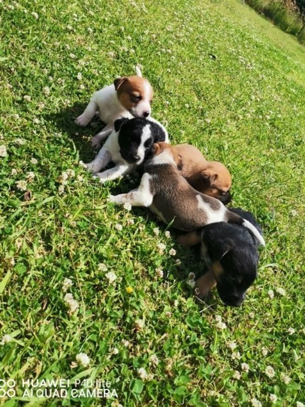 Traumhafte Superkleine Erhältlich Jack-Russell-Terrier