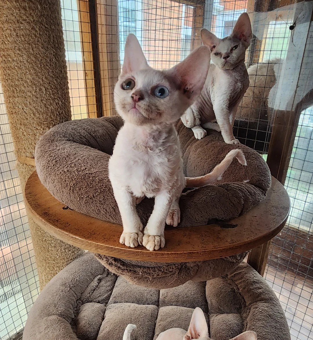 Devon Rex-Kätzchen | Viva Kleinanzeigen