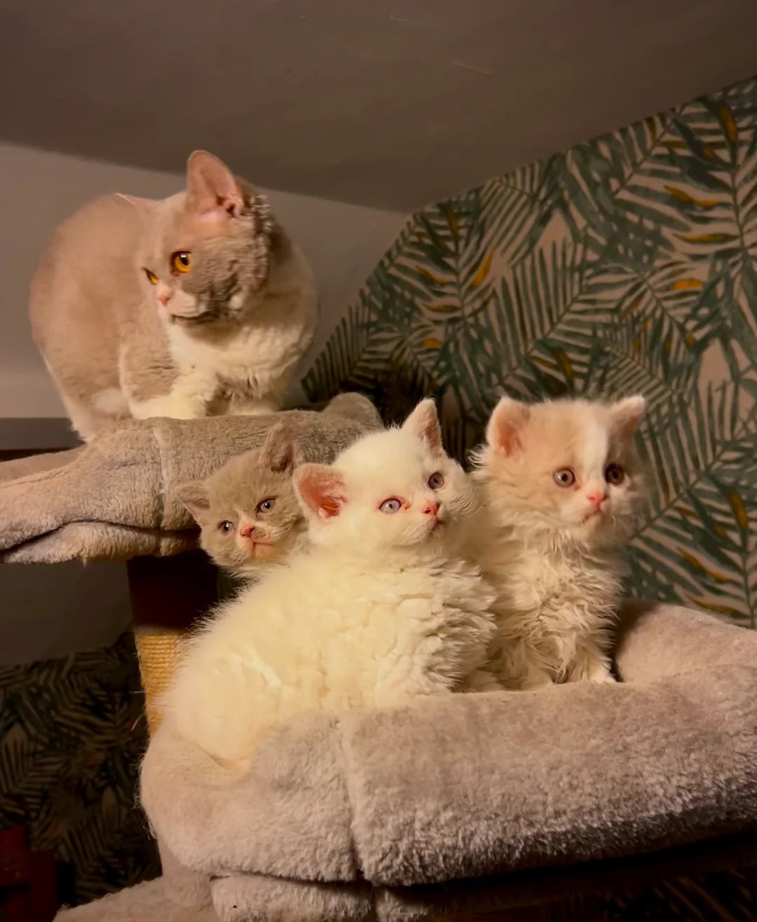 Selkirk Rex Katze | Viva Kleinanzeigen