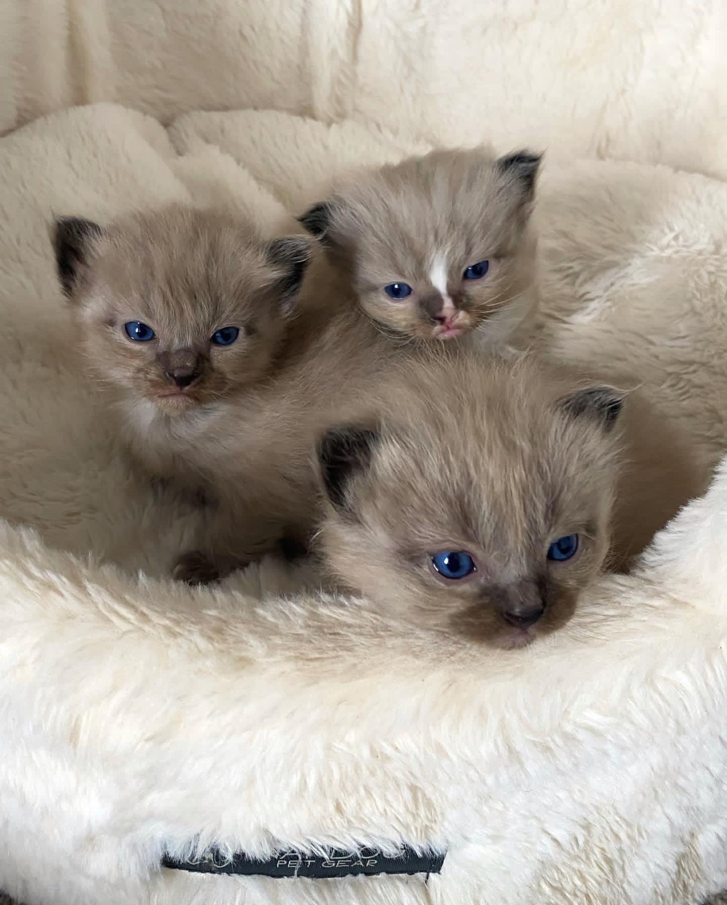 Ragdoll-Kätzchen | Viva Kleinanzeigen