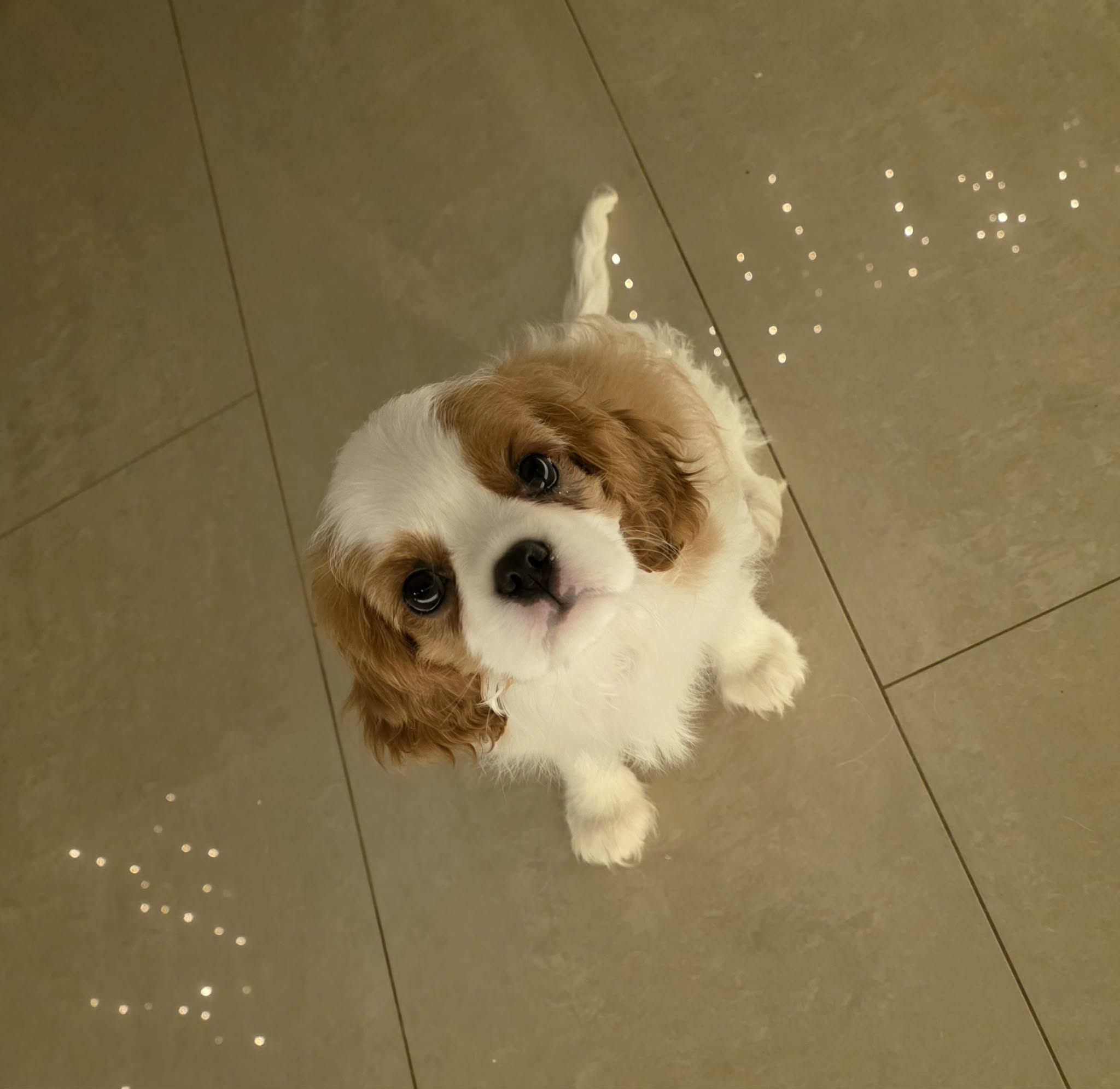 Cavalier king charles spániel fiú | Viva Kleinanzeigen