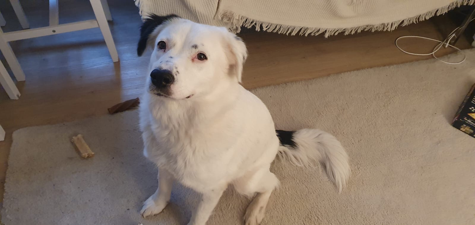 Elfie Schäferhundmix sucht Zuhause | Viva Kleinanzeigen