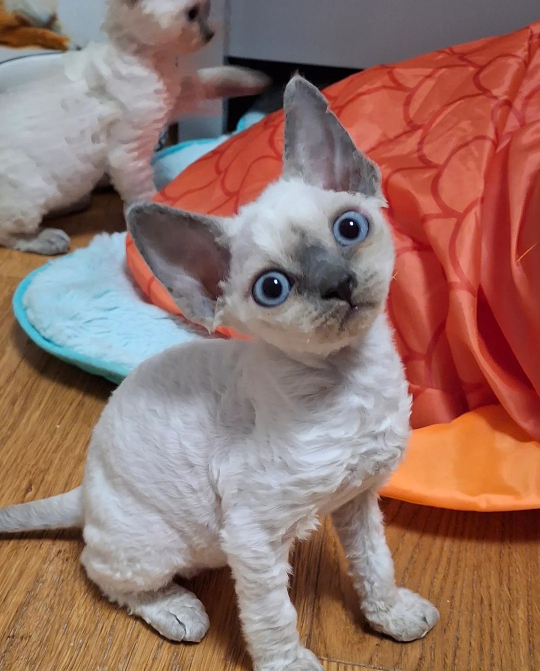 Wunderschöne Devon Rex-Kätzchen | Viva Kleinanzeigen