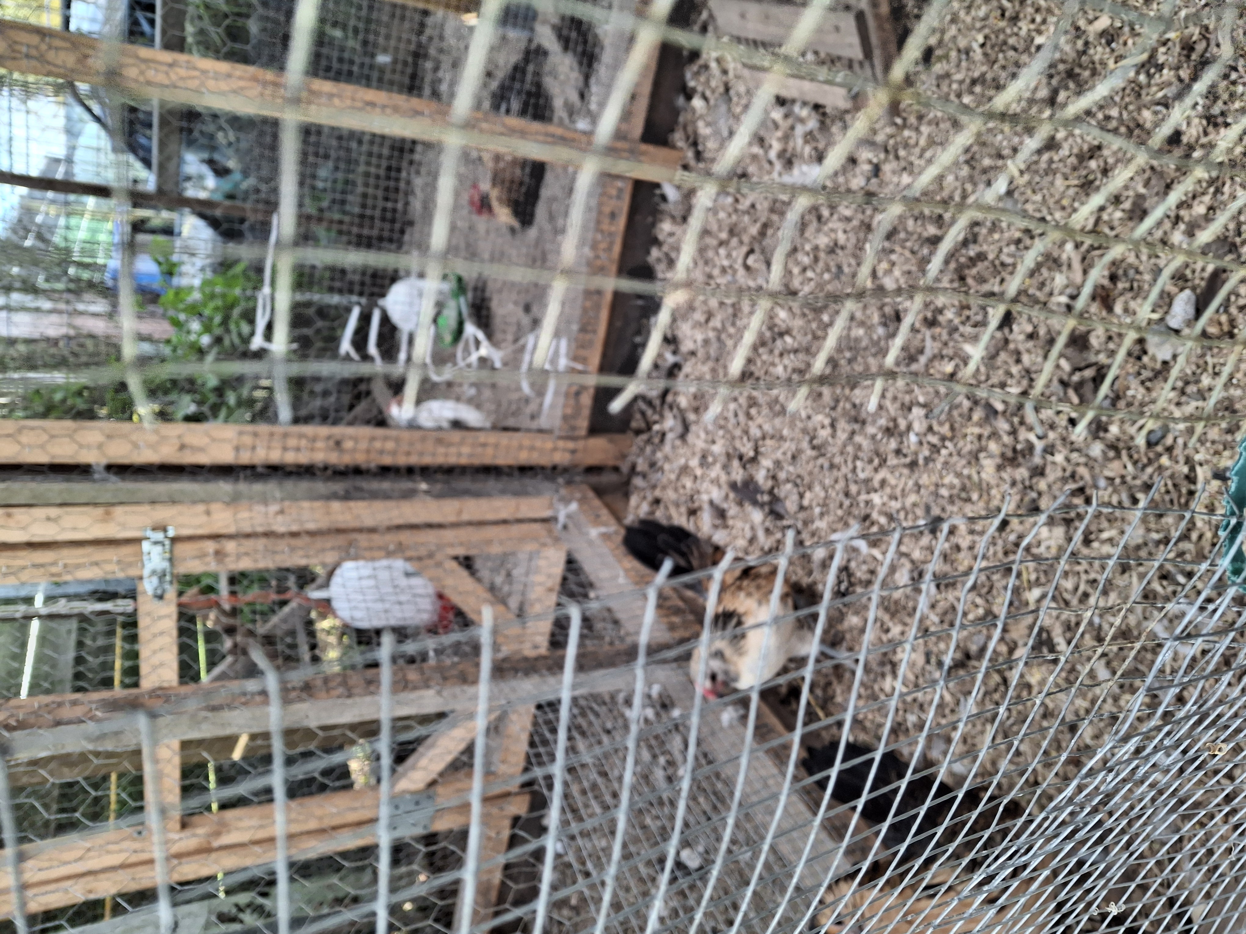 Paduaner Zwerg Hahn | Viva Kleinanzeigen