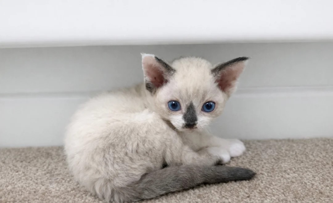Wunderschöne Devon Rex-Kätzchen | Viva Kleinanzeigen