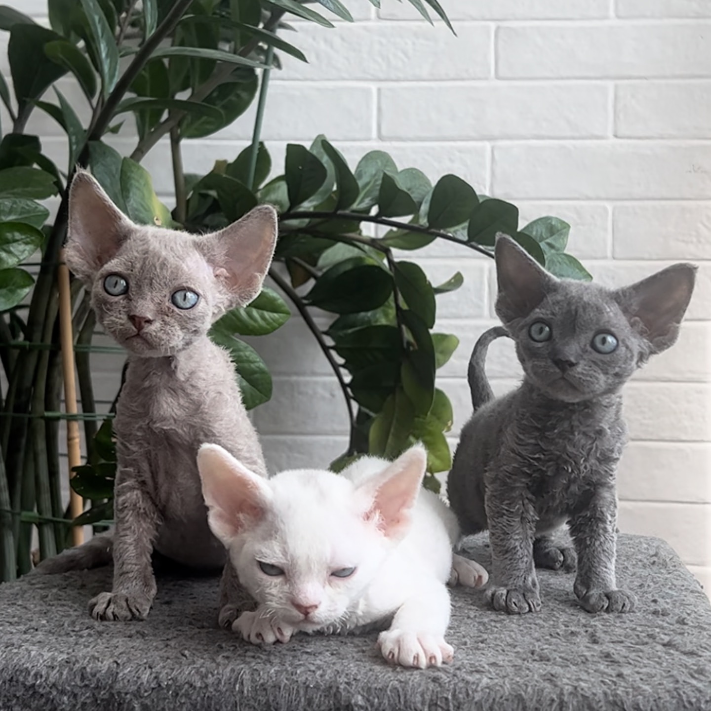 Devon Rex-Kätzchen | Viva Kleinanzeigen