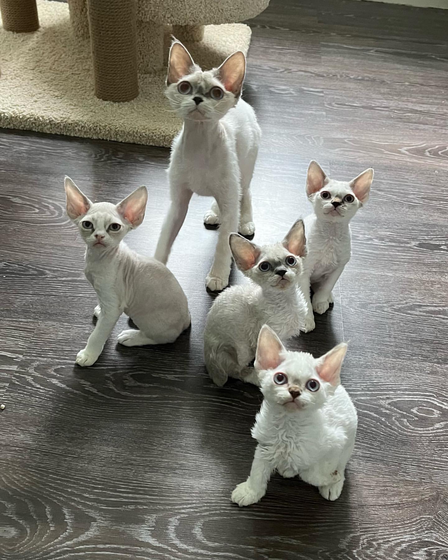 Wunderschönes Devon Rex-Kätzchen | Viva Kleinanzeigen