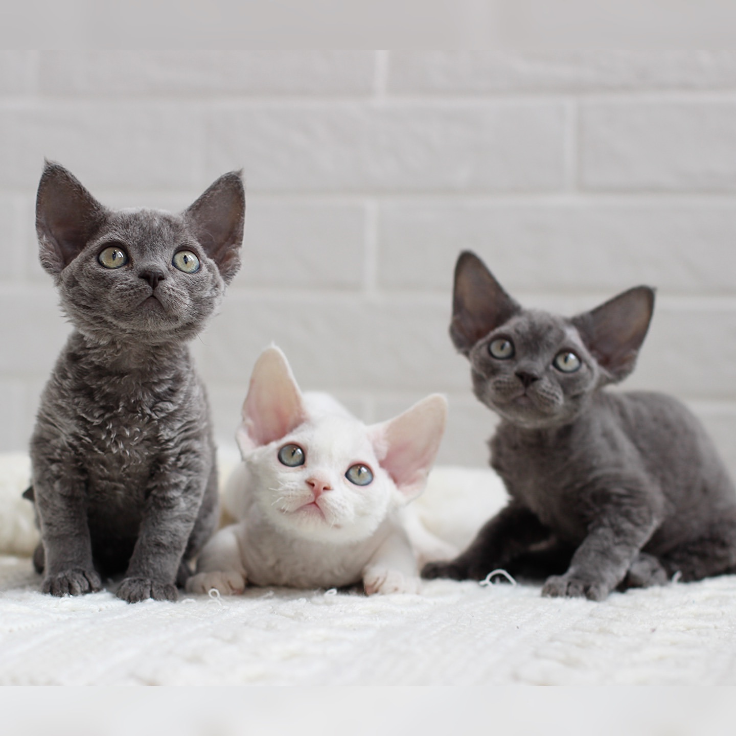 Wunderschönes Devon Rex-Kätzchen | Viva Kleinanzeigen