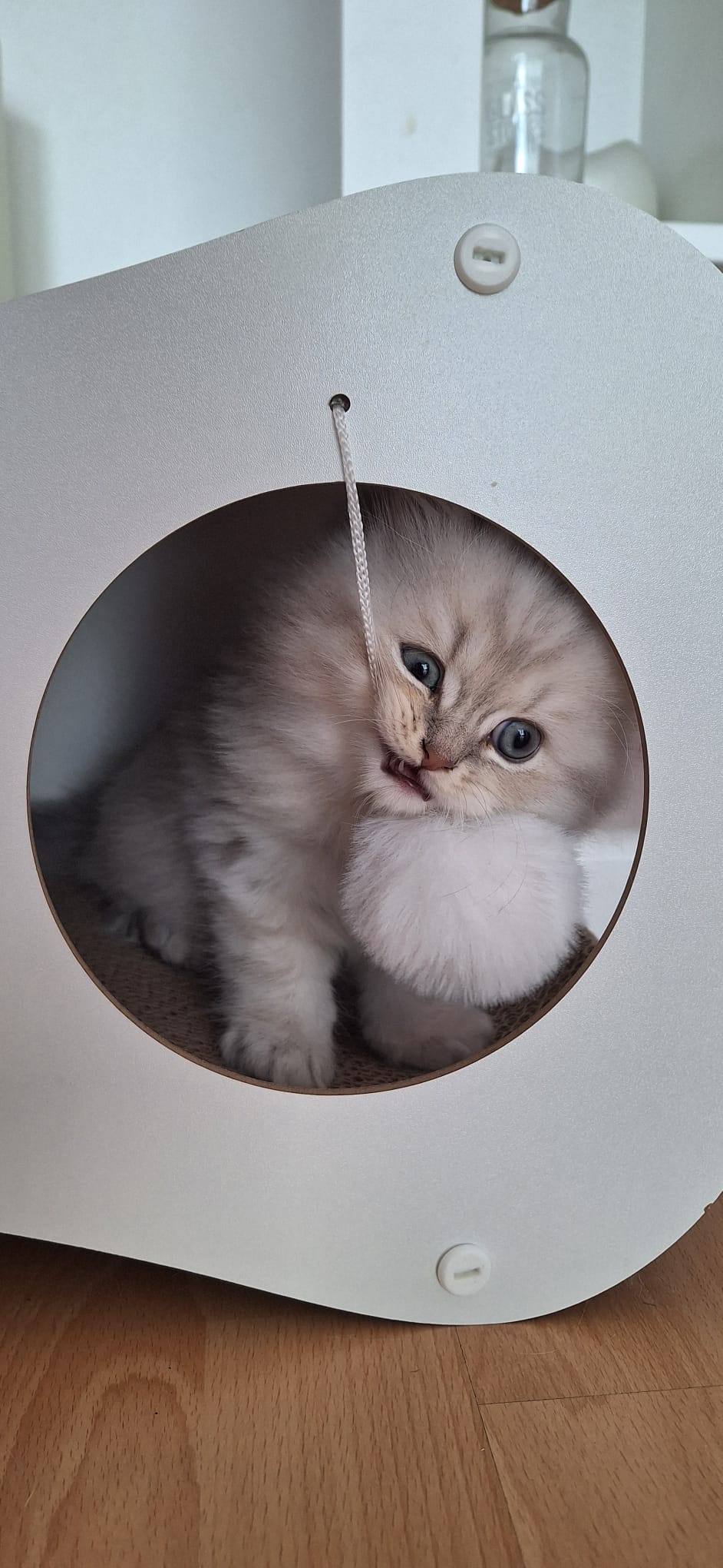 Zauberhaftes BLH-Kitten sucht liebevolles Zuhause