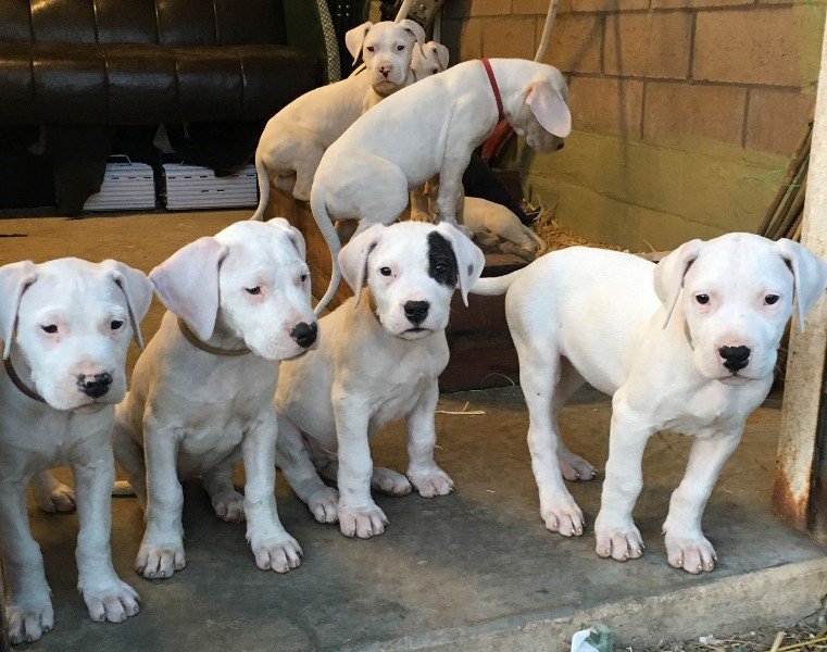 Dogo Argentino | Viva Kleinanzeigen