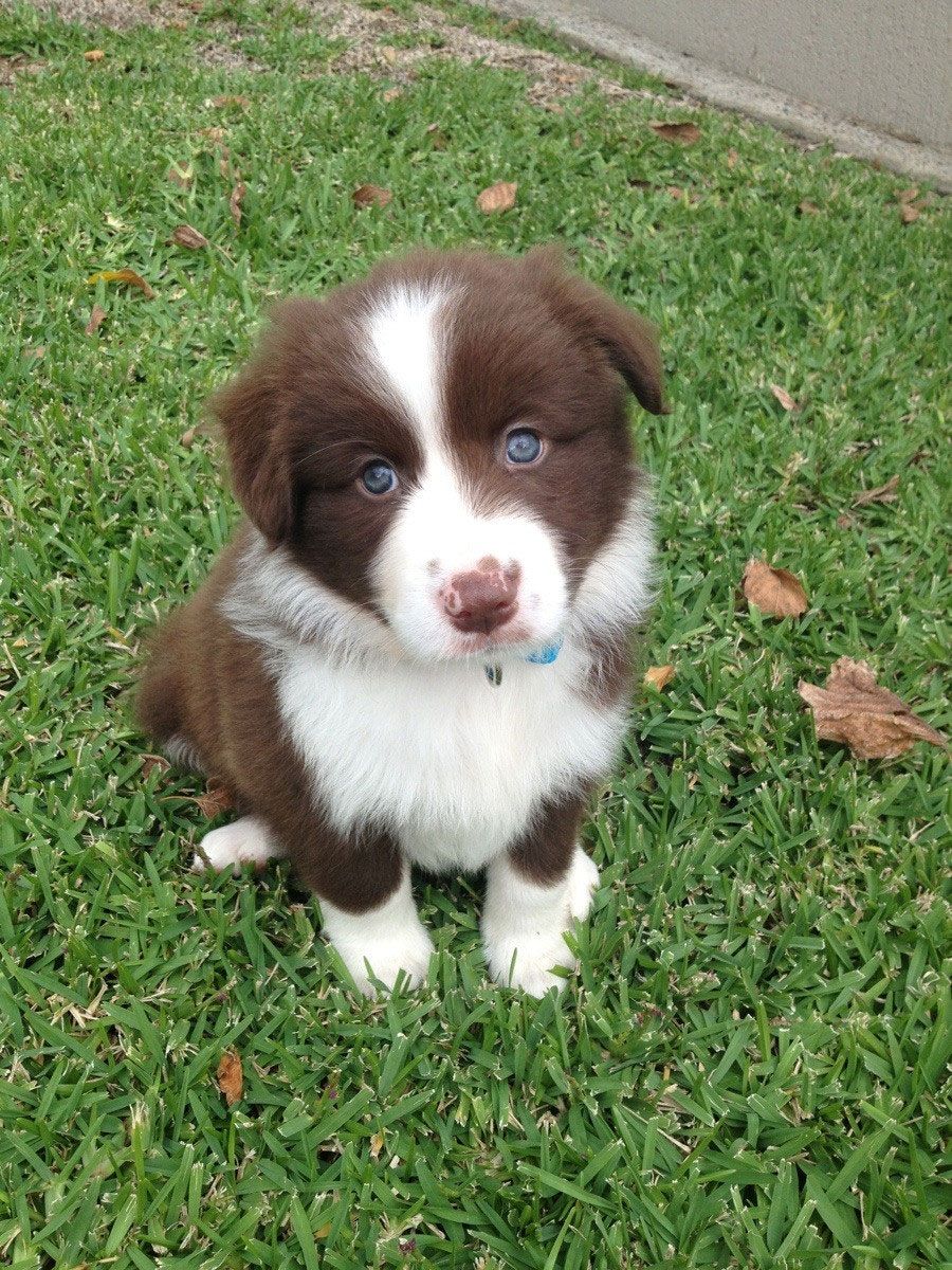 Border-Collie-Welpen zu verkaufen. | Viva Kleinanzeigen