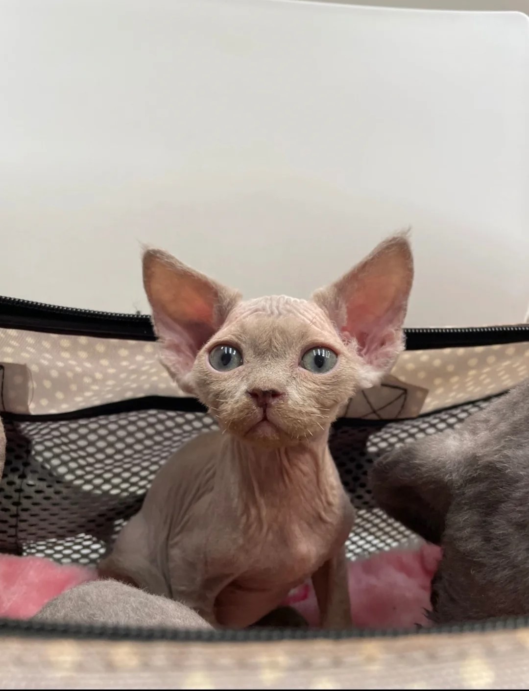 Devon Rex-Kätzchen suchen ein liebevolles Zuhause