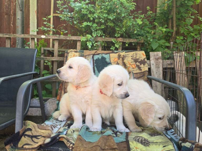Wunderschöne Golden-Retriever-Welpen, ab sofort abgabebereit!