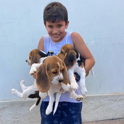 Beagle-Welpen | Viva Kleinanzeigen