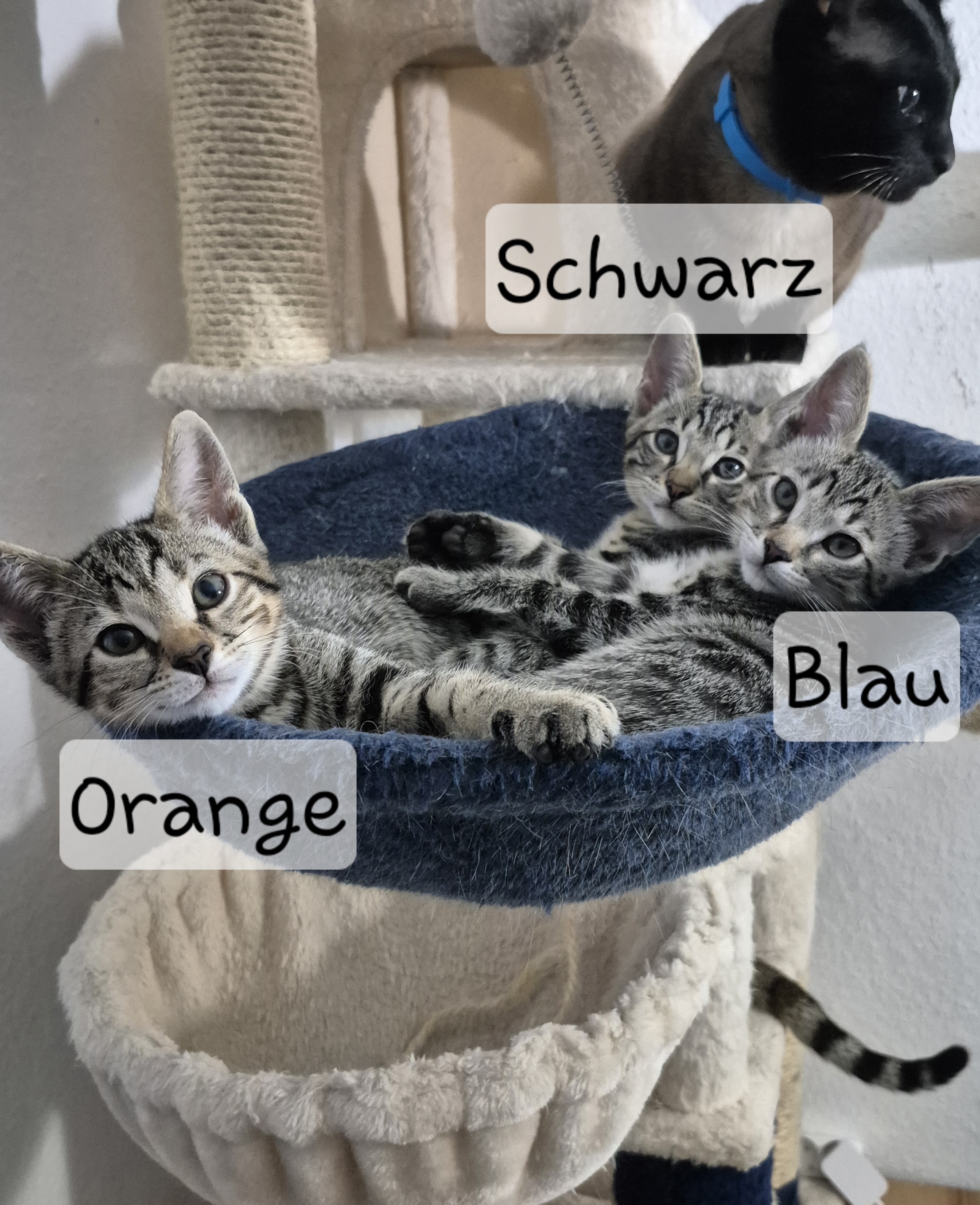 Wunderschöne Bengal-Siam Mix | Viva Kleinanzeigen