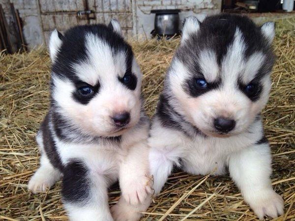 Siberian Husky Welpen | Viva Kleinanzeigen