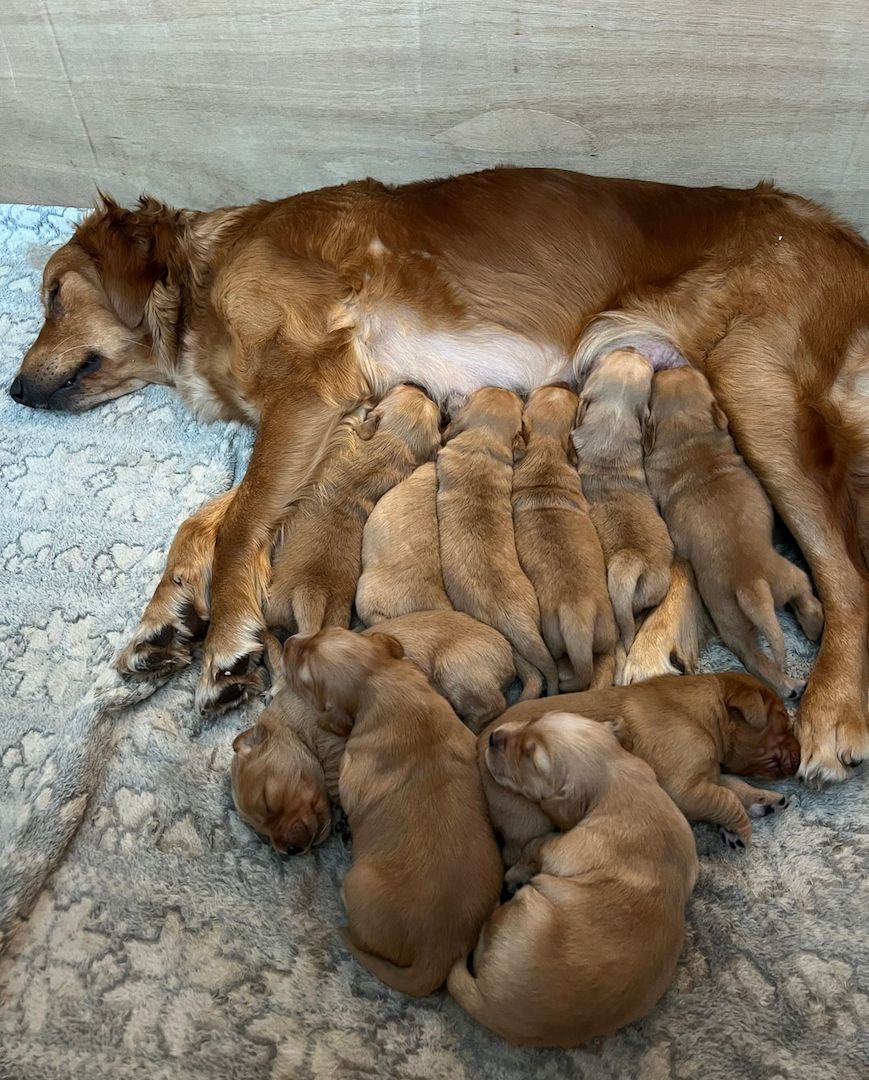 🌟 Stunning Golden Retriever Puppies – Ready 2 | Viva Kleinanzeigen