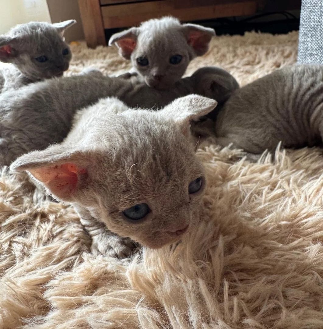 Devon Rex-Kätzchen Wunderschöner Wurf lilafarbener Kätzchen.