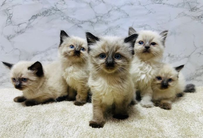 Ragdoll-Kätzchen | Viva Kleinanzeigen