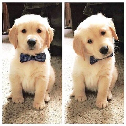 Wunderschöne Golden Retriever | Viva Kleinanzeigen