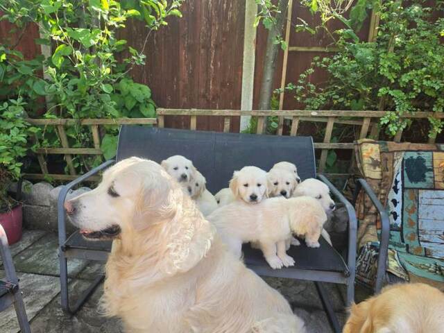 Wunderschöne Golden-Retriever-Welpen, ab sofort abgabebereit!