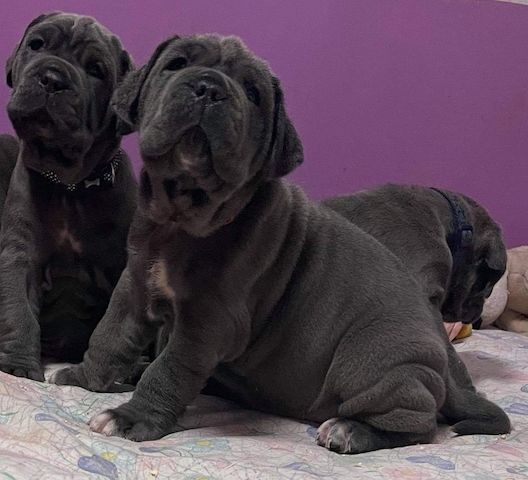 Neapolitanische Mastiff-Welpen | Viva Kleinanzeigen